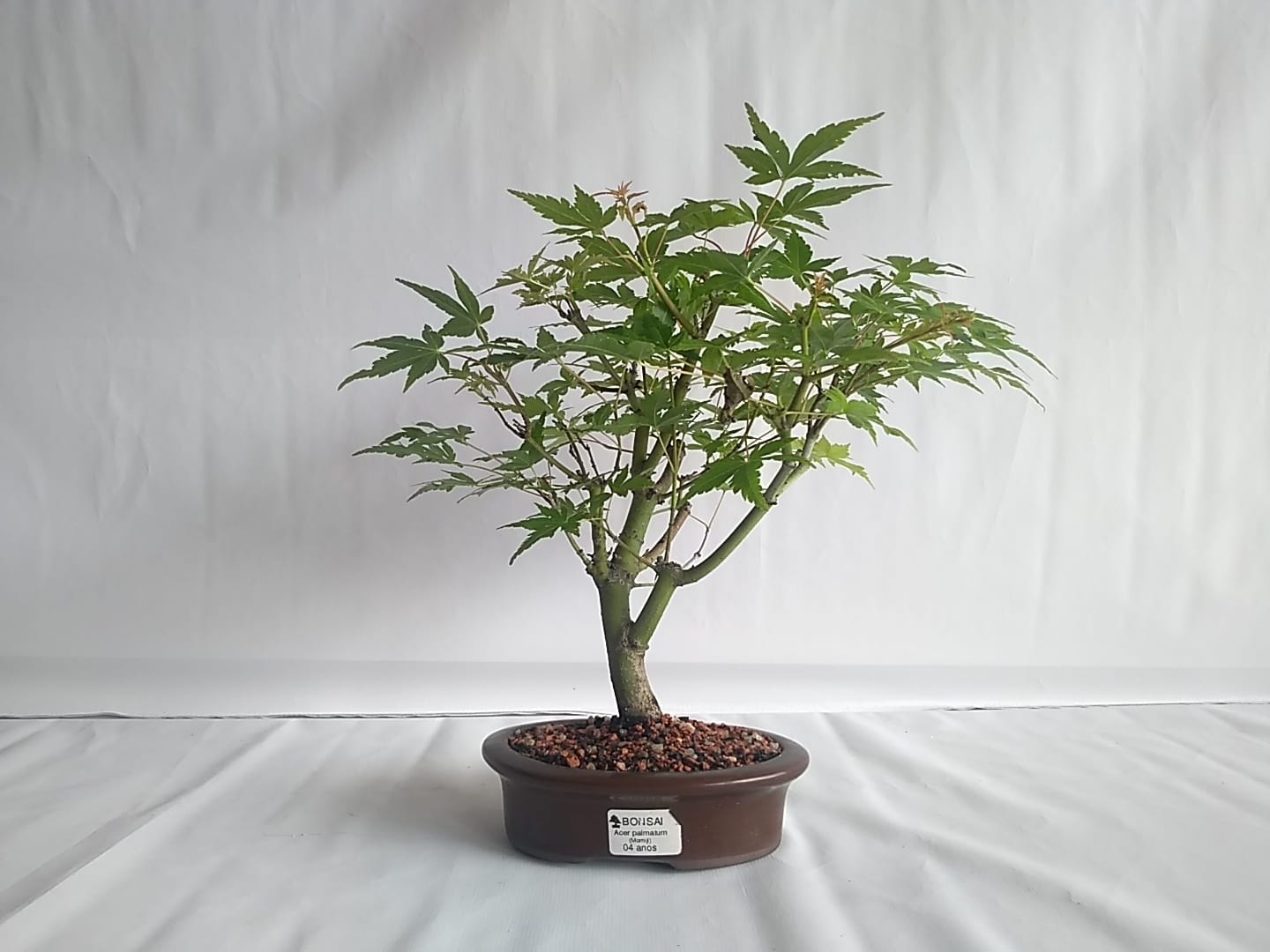 Pré-bonsai Archives - Bonsai Arte Viva