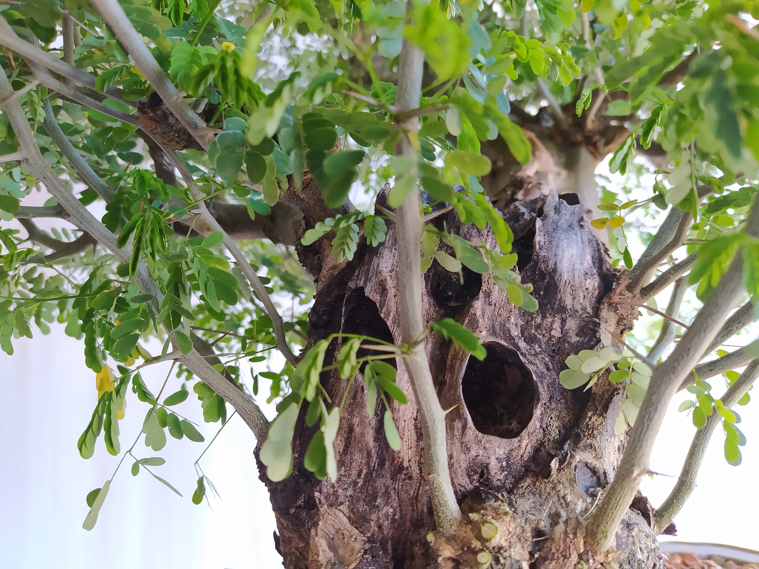 Pithecolobium - Bonsai Arte Viva