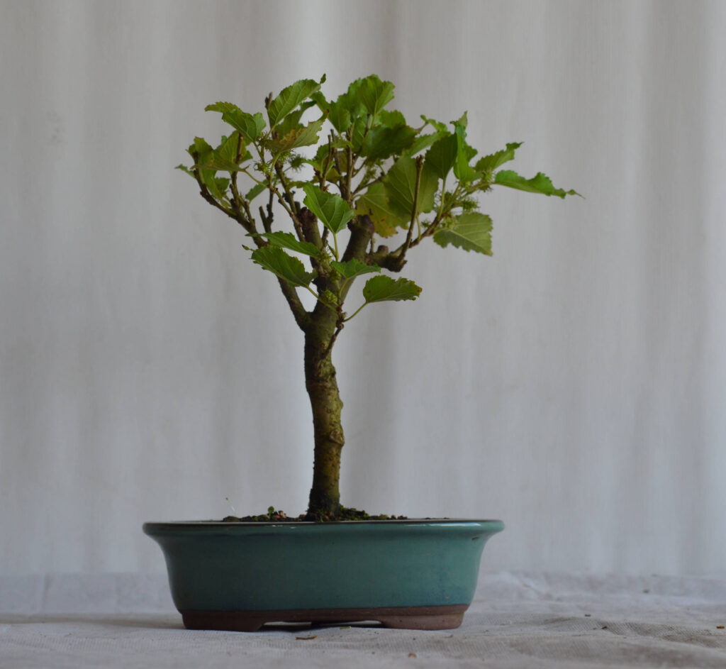 Bonsai Amora 05 anos - Bonsai Arte Viva