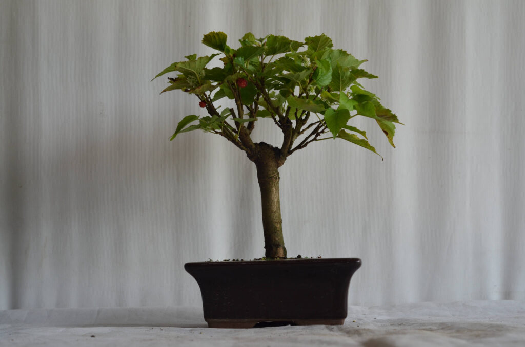 Bonsai Amora 07 anos - Bonsai Arte Viva