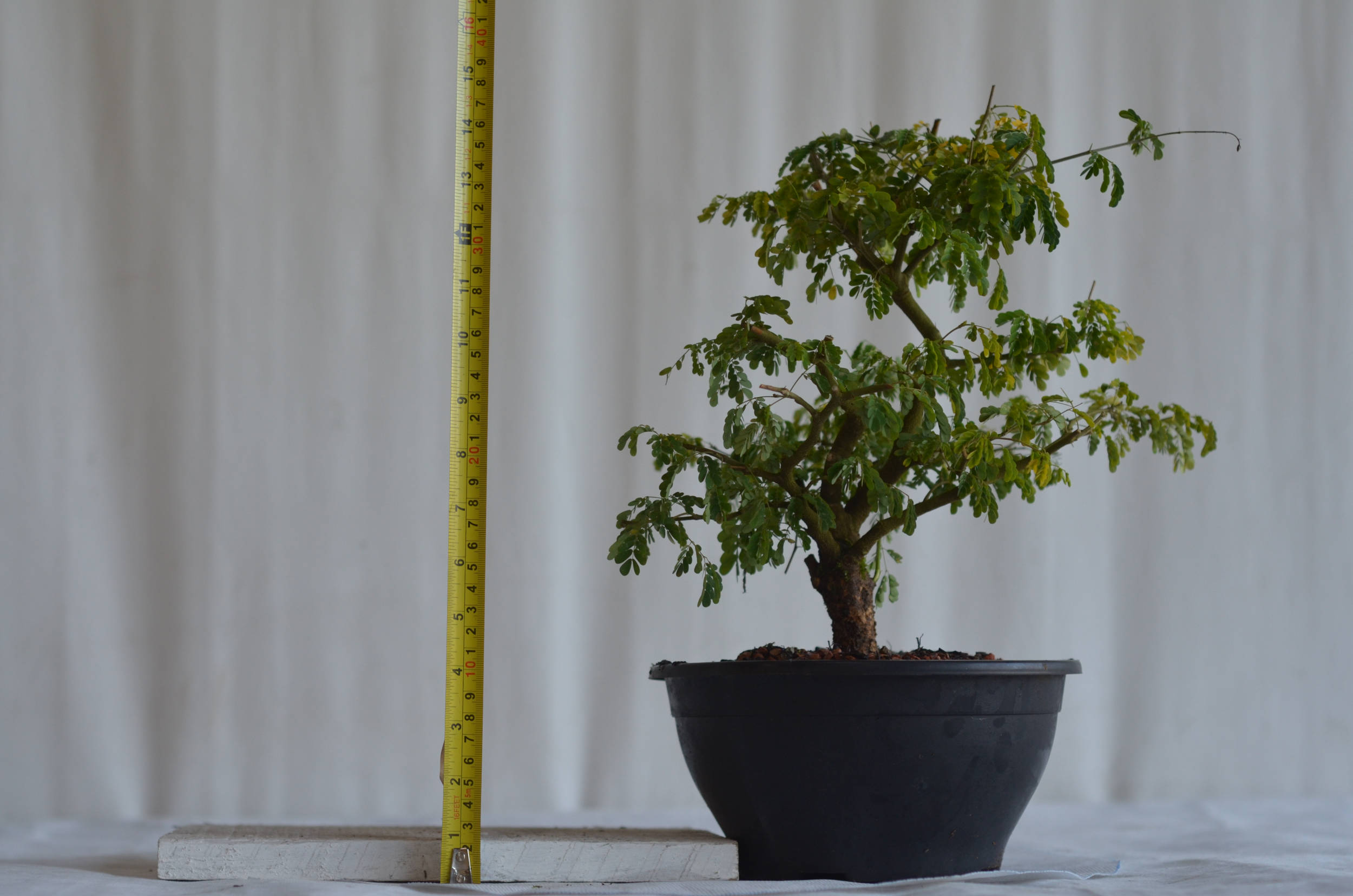 Pré-Bonsai Pithecolobium Tortum - Bonsai Arte Viva