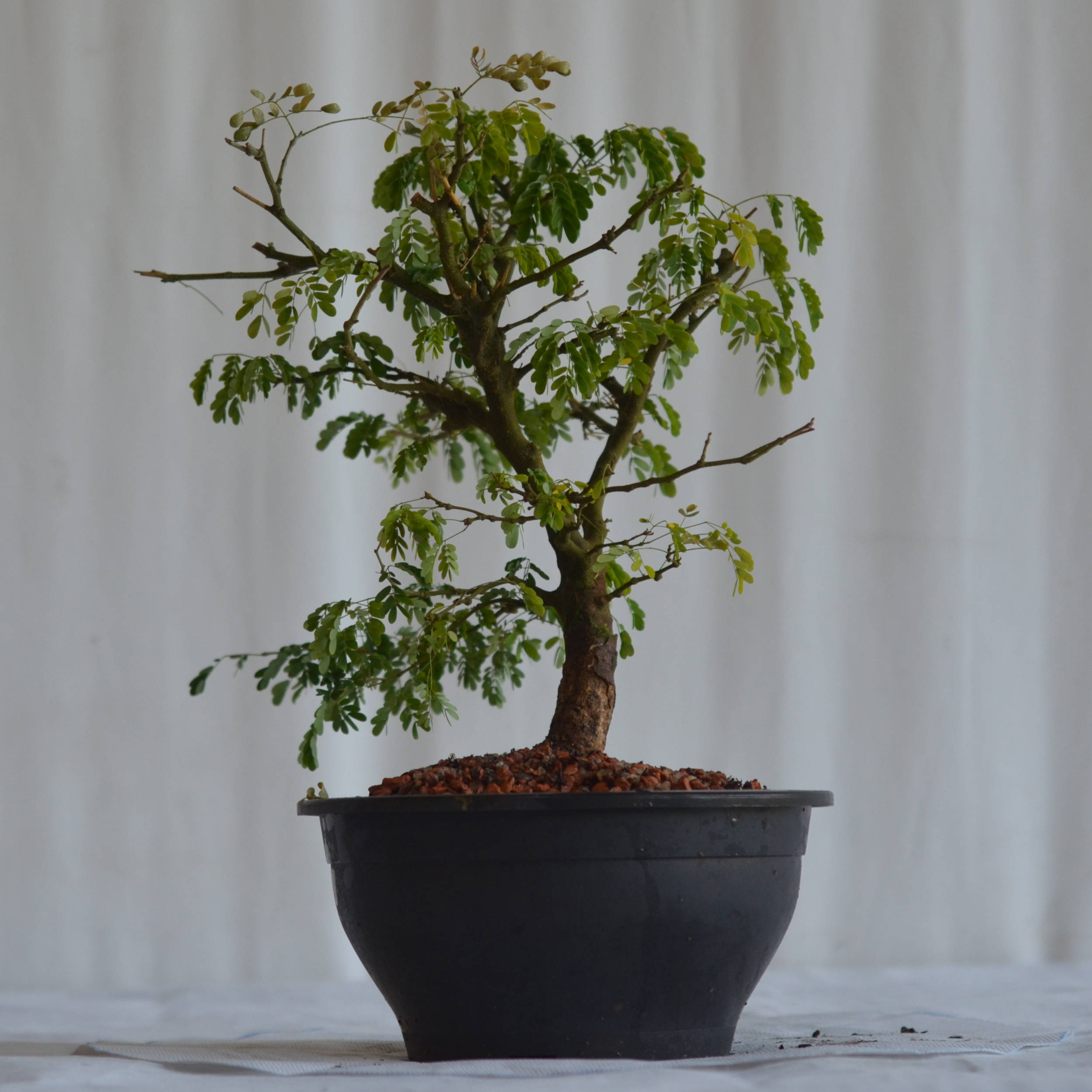 Pré-Bonsai Pithecolobium Tortum - Bonsai Arte Viva