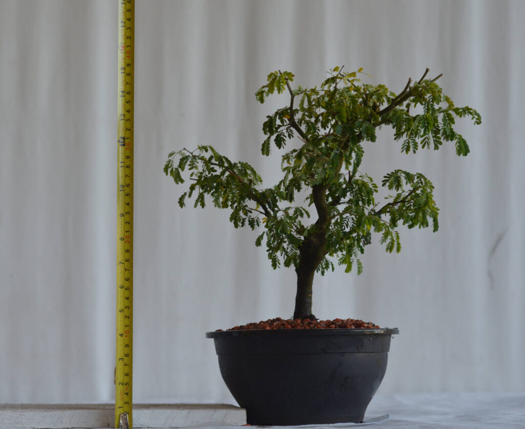 Pré-Bonsai Pithecolobium Tortum - Bonsai Arte Viva