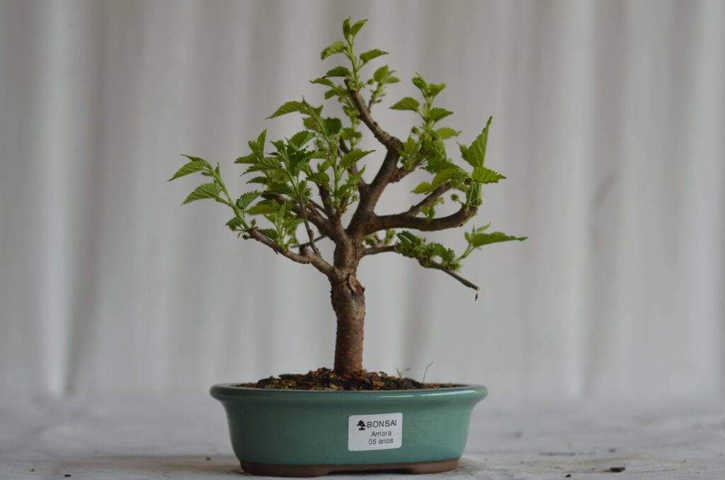 Bonsai Amora 05 anos - Bonsai Arte Viva