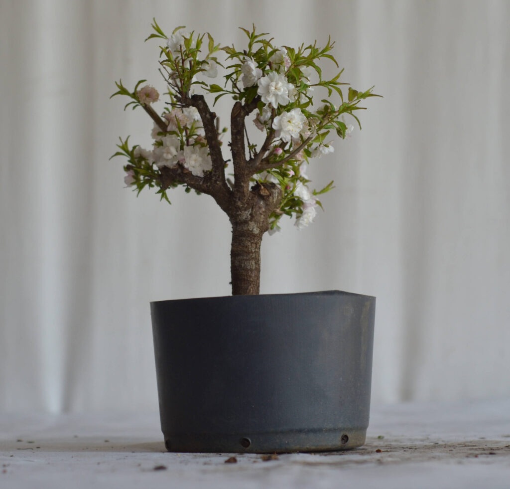 Pré-bonsai Sakura 03 anos - Bonsai Arte Viva