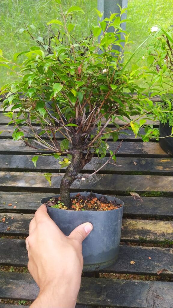 Pré-bonsai Sakura - Bonsai Arte Viva