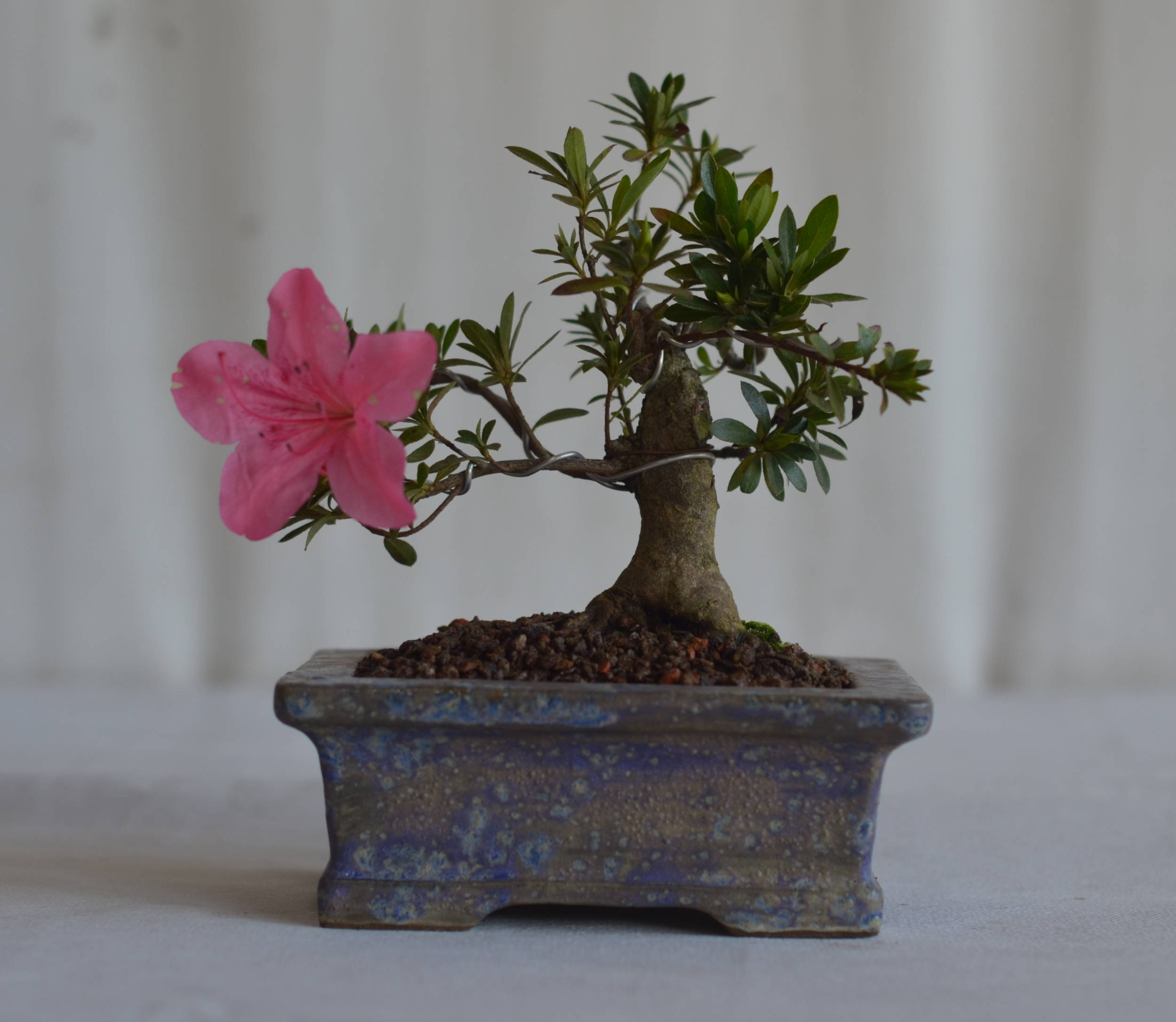 Bonsai de Azaleia - Bonsai Arte Viva