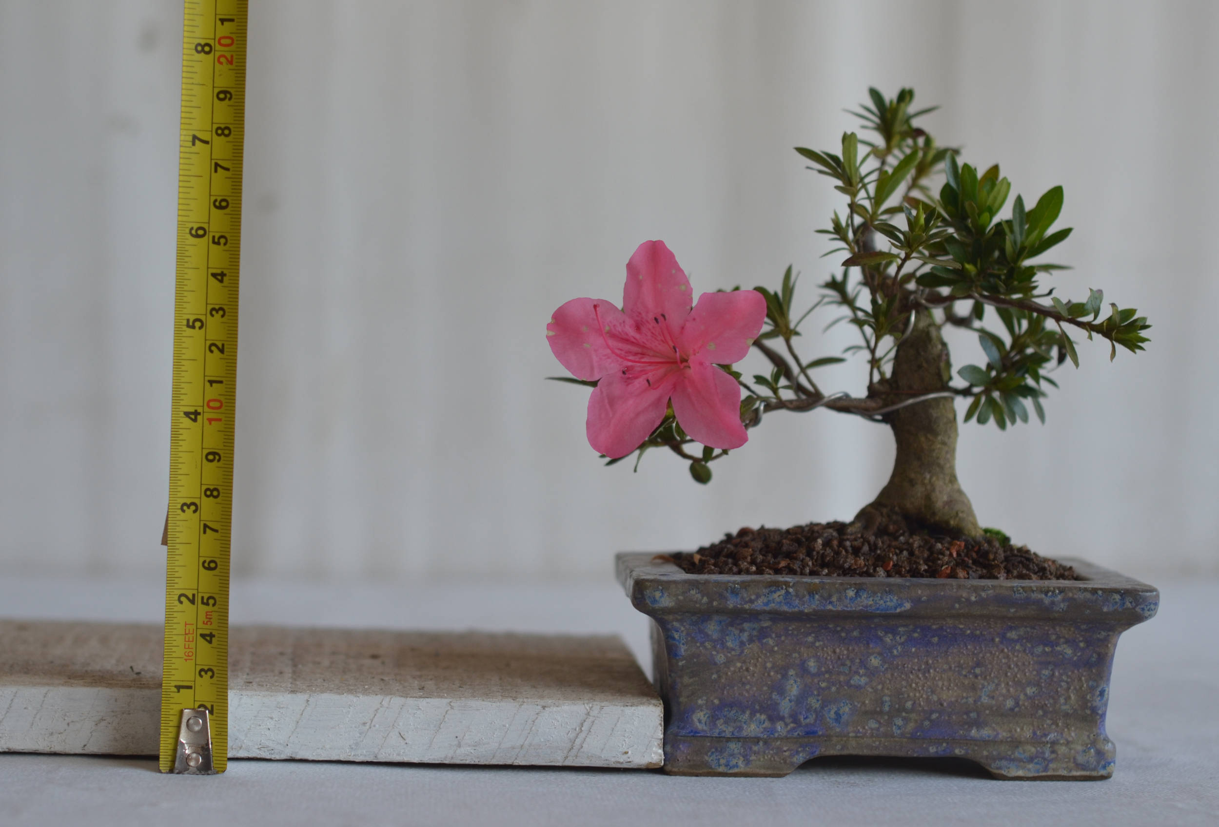 Bonsai de Azaleia - Bonsai Arte Viva