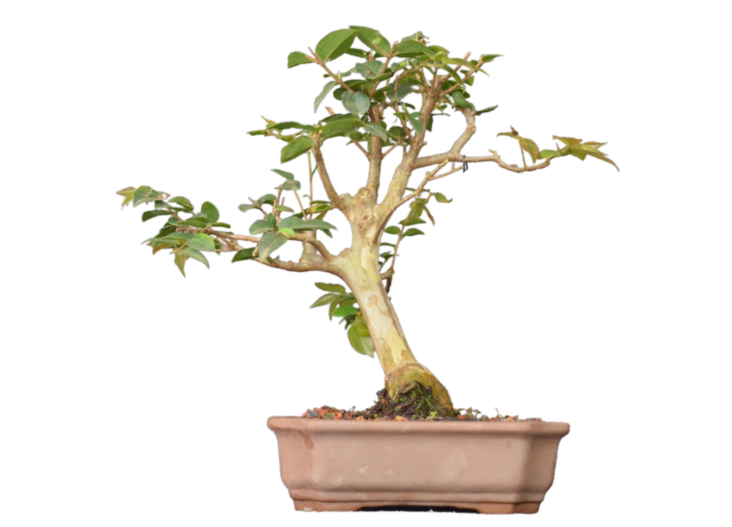 Bonsai Jabuticaba Sabará - Bonsai Arte Viva