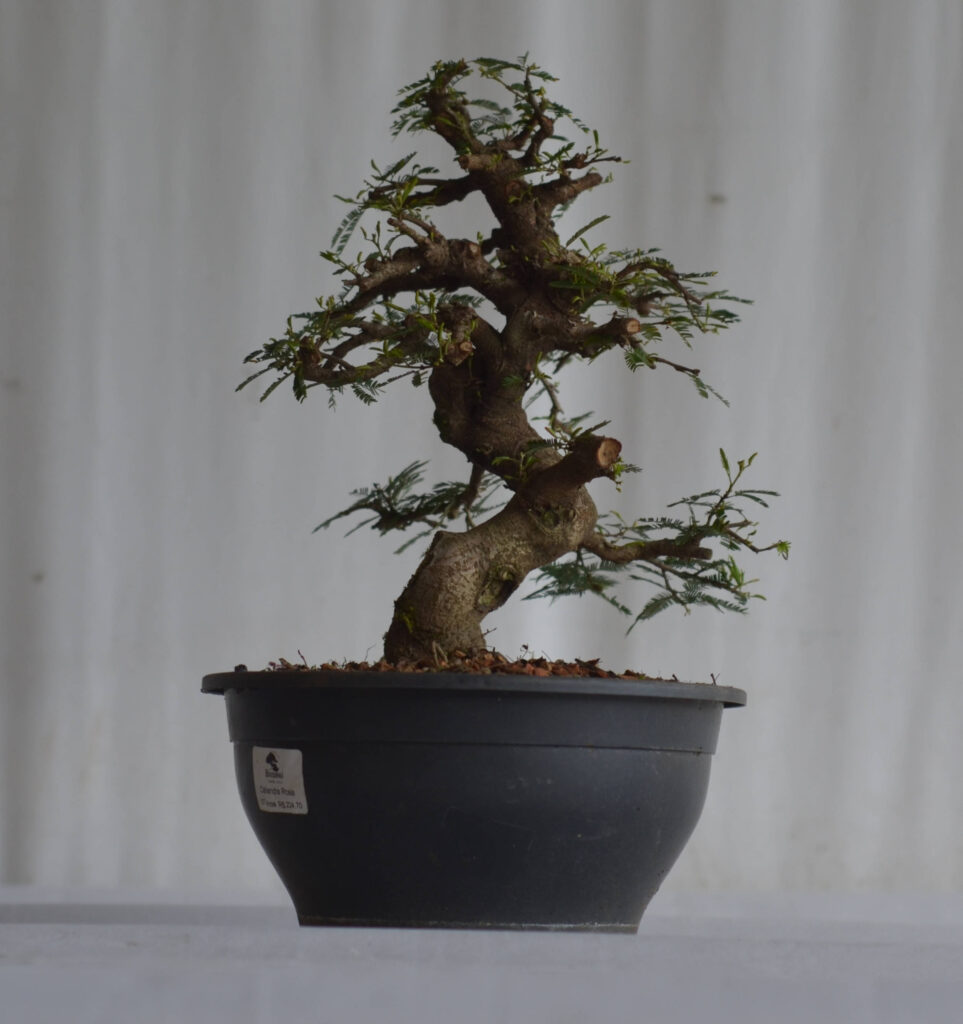 Pré-bonsai Caliandra Rosa - Bonsai Arte Viva
