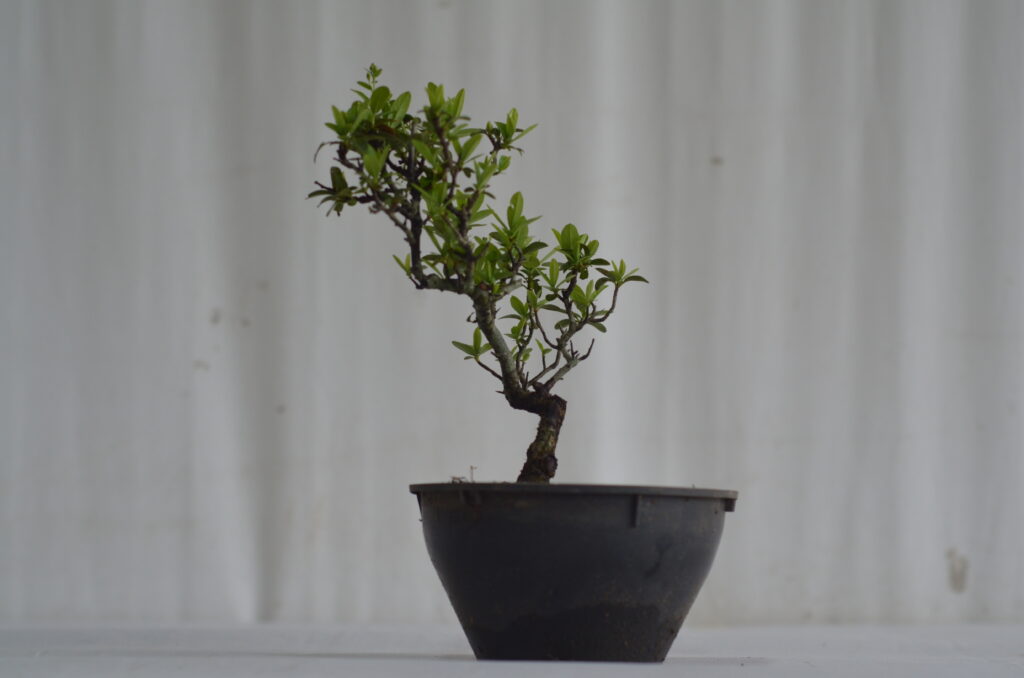 Pré-bonsai Piracanta amarela - Bonsai Arte Viva