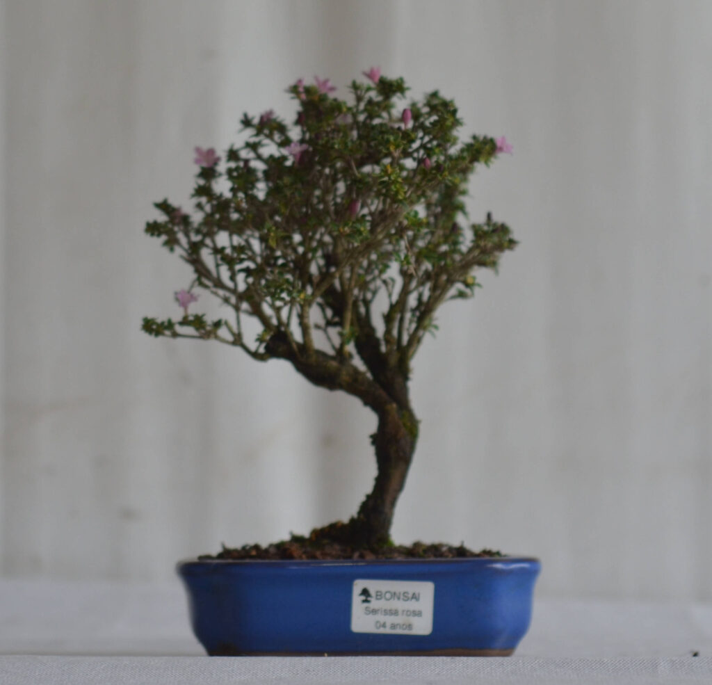 Bonsai Serissa Rosa - Bonsai Arte Viva
