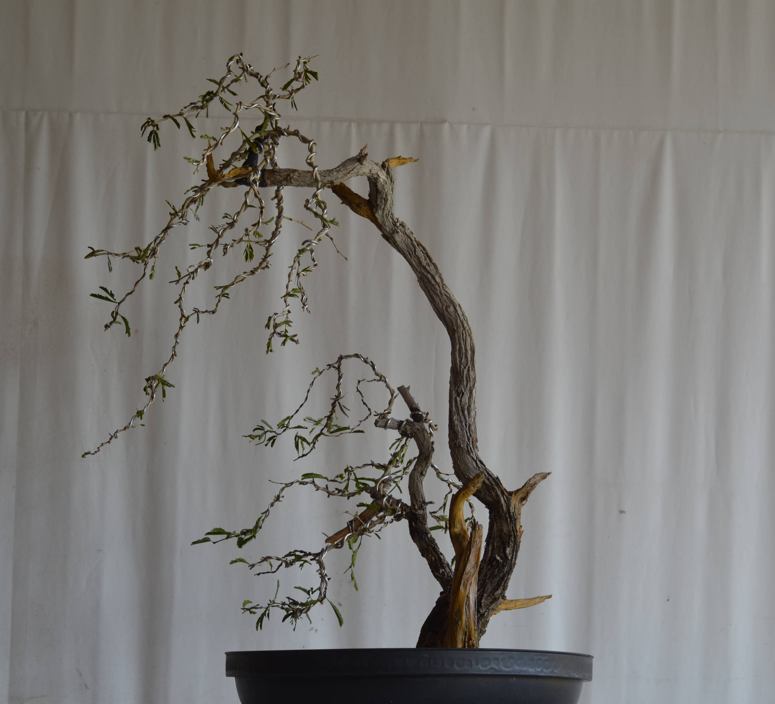 Bonsai Caliandra Spinosa - Bonsai Arte Viva