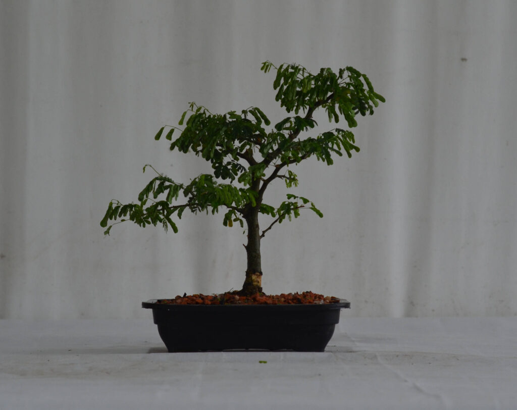 Pré Bonsai Pithecolobium - Bonsai Arte Viva