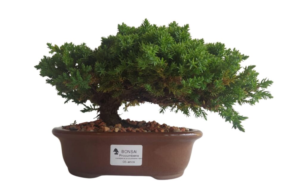 Bonsai Junípero Procumbens - Bonsai Arte Viva