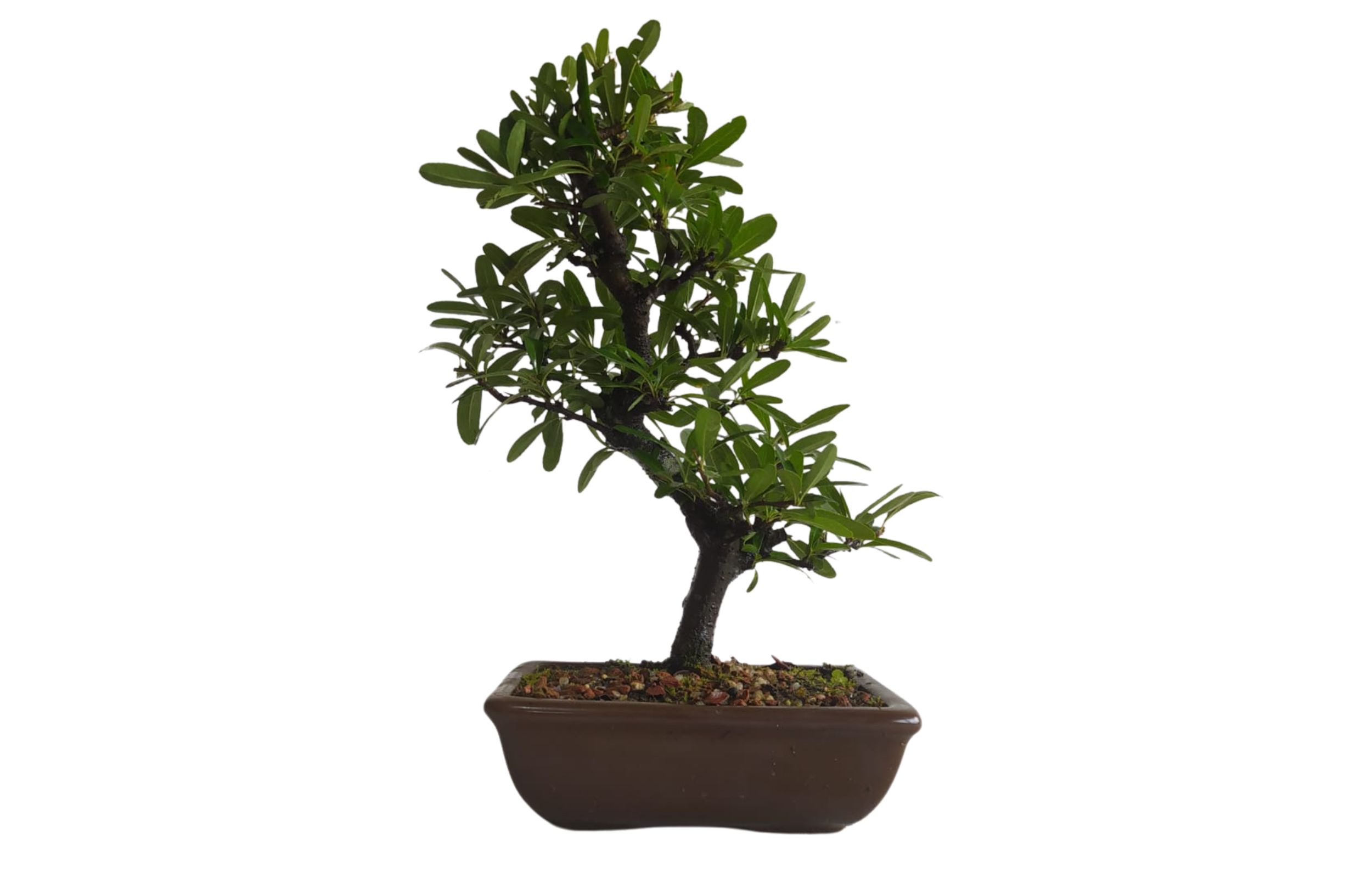 Bonsai Piracanta Vermelha - Bonsai Arte Viva