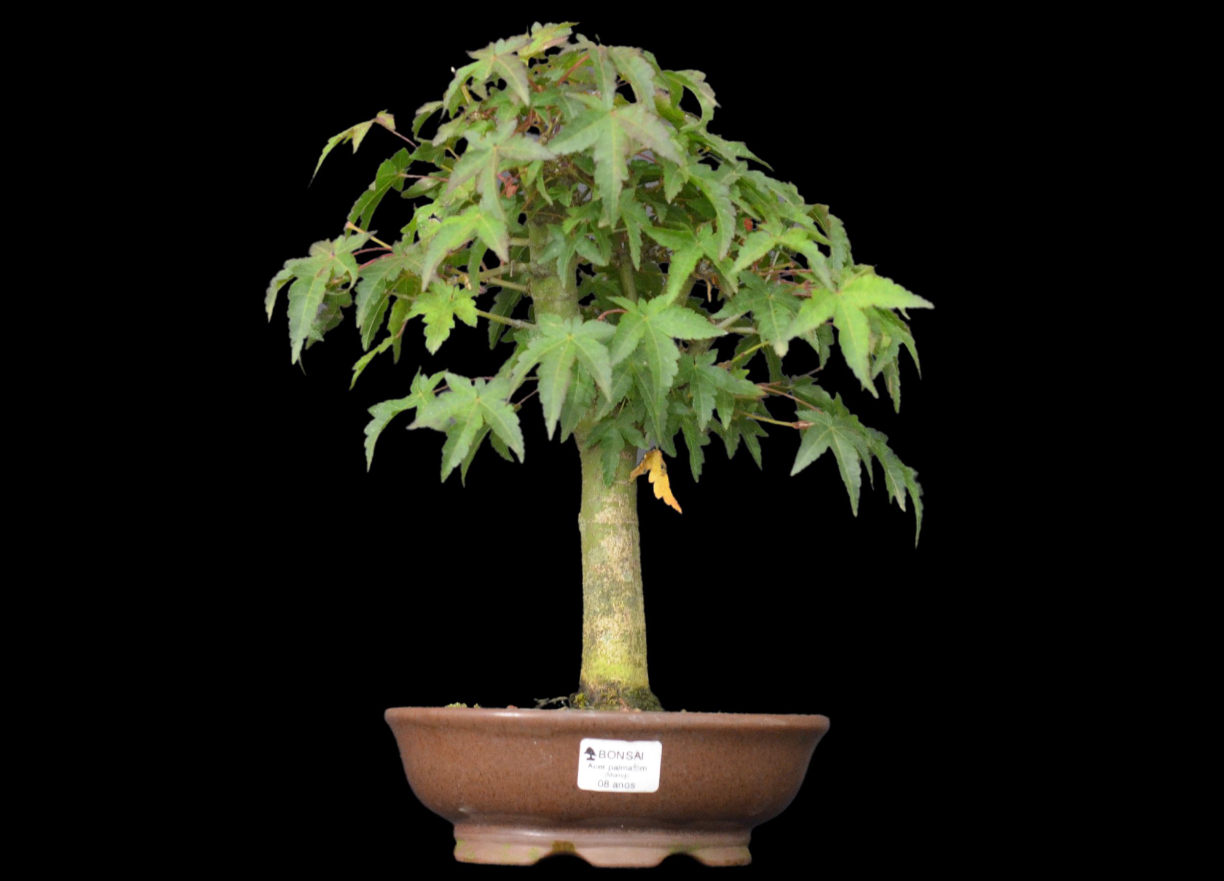 Bonsai Acer Palmatum Momiji - Bonsai Arte Viva