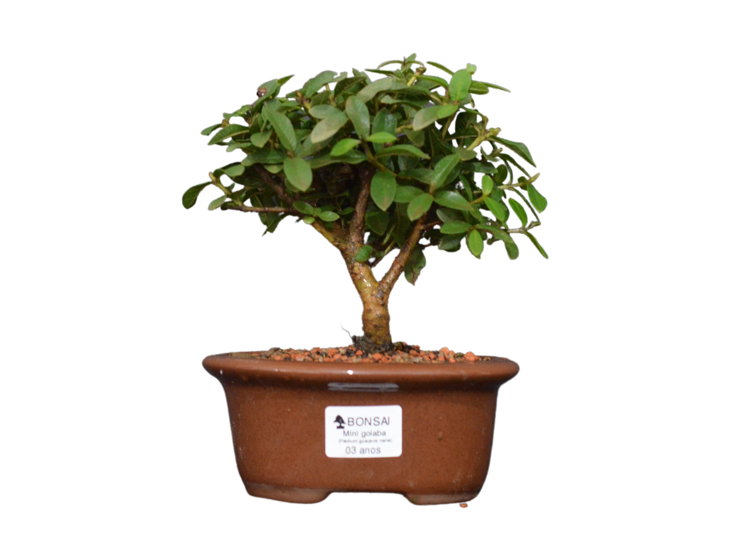 Bonsai Mini Goiaba - Bonsai Arte Viva