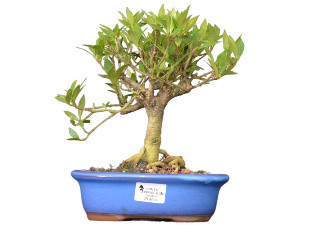 Jasmin Anão - Bonsai Arte Viva