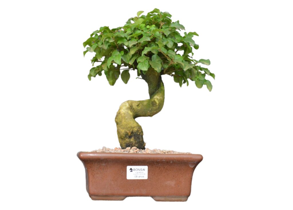 Bonsai Ligustro - Bonsai Arte Viva