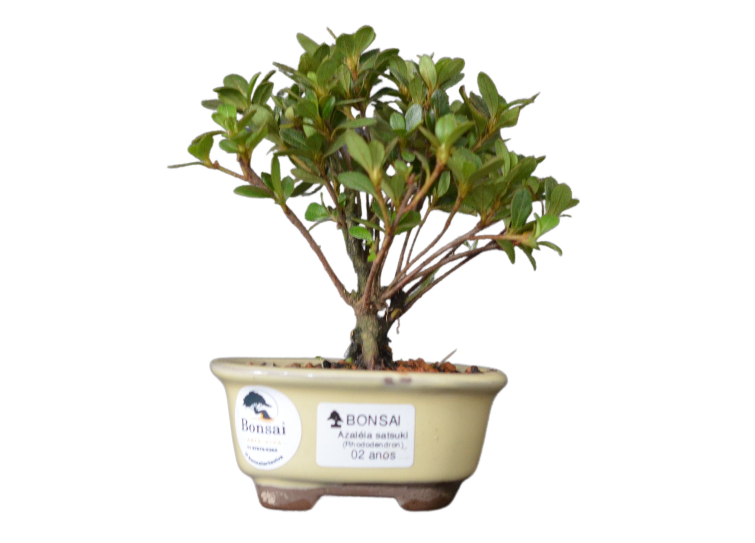 Bonsai de Azaleia - Bonsai Arte Viva