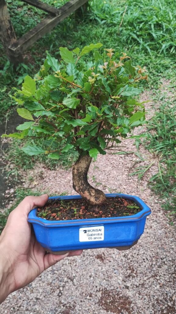 Bonsai Gabiroba - Bonsai Arte Viva