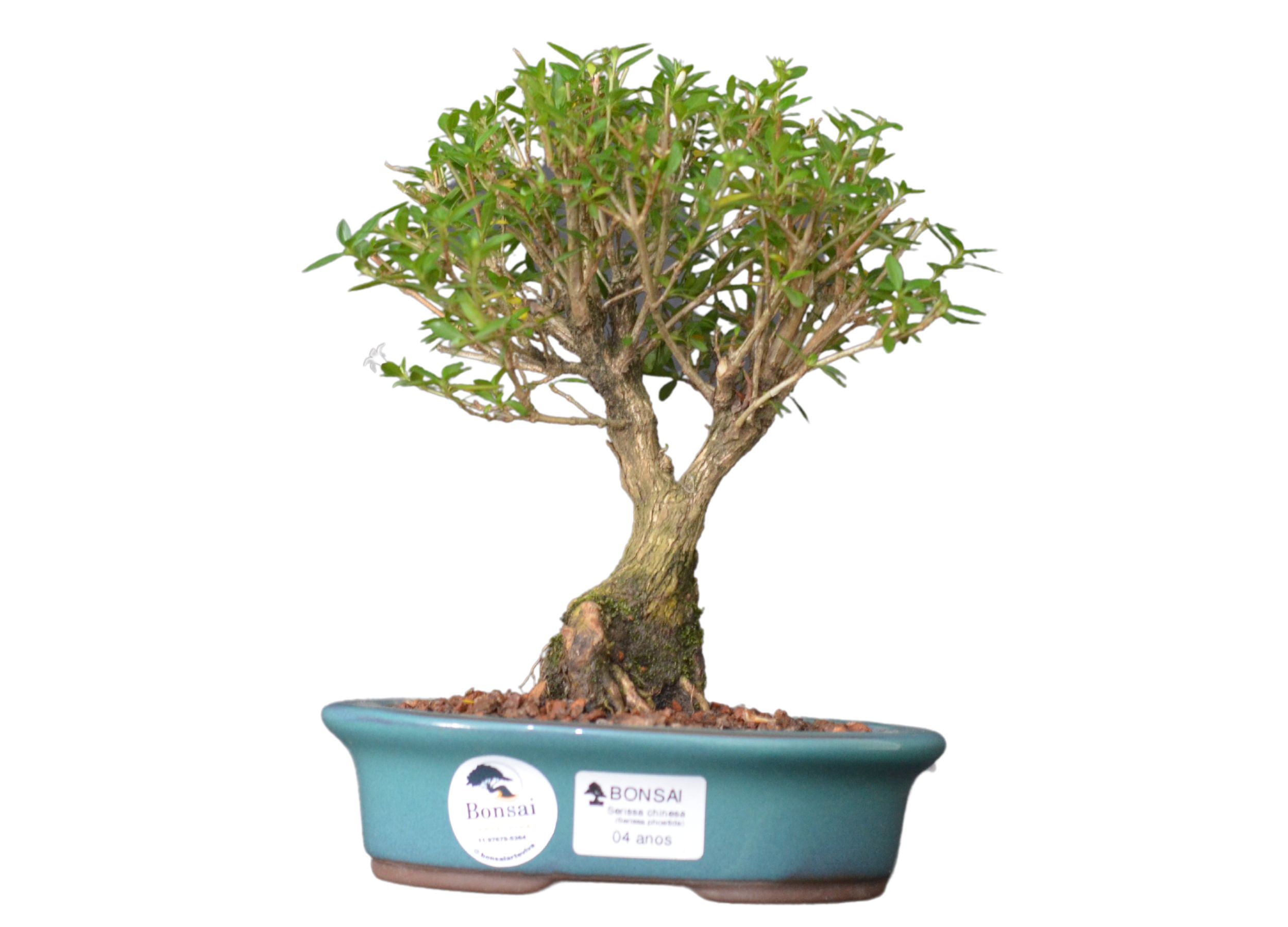 Serissa Chinesa - Bonsai Arte Viva