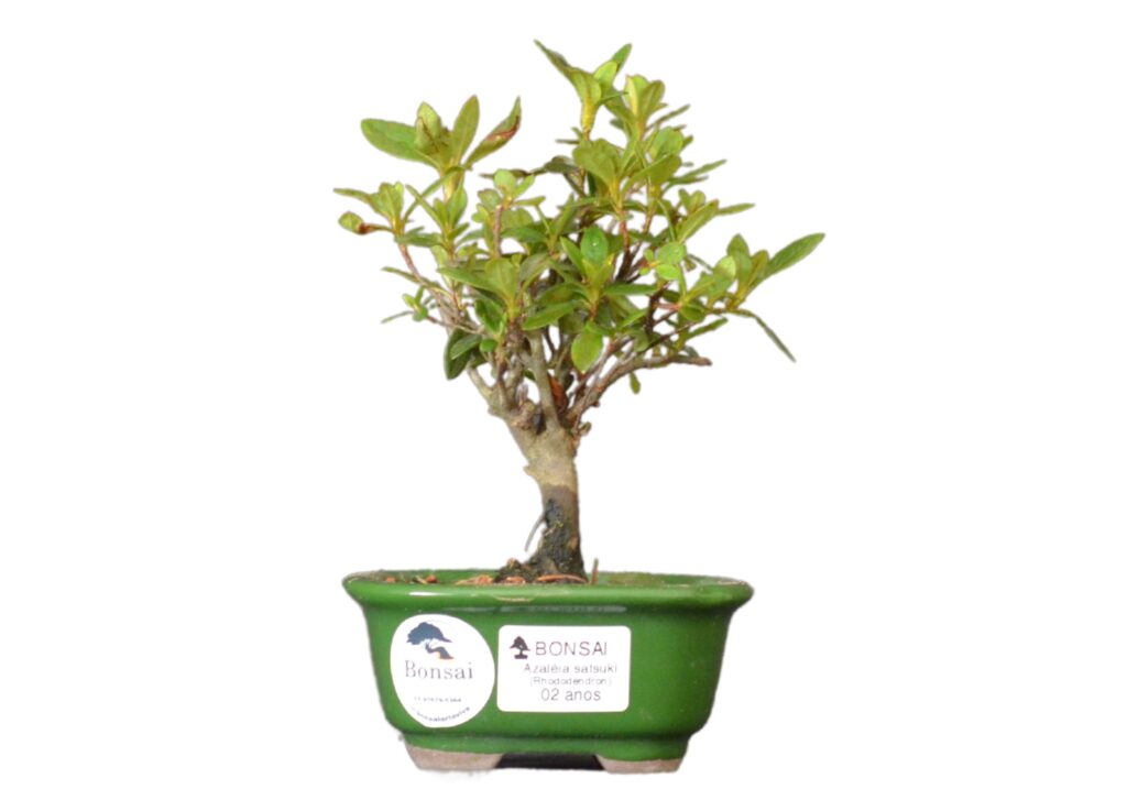 Bonsai de Azaleia - Bonsai Arte Viva