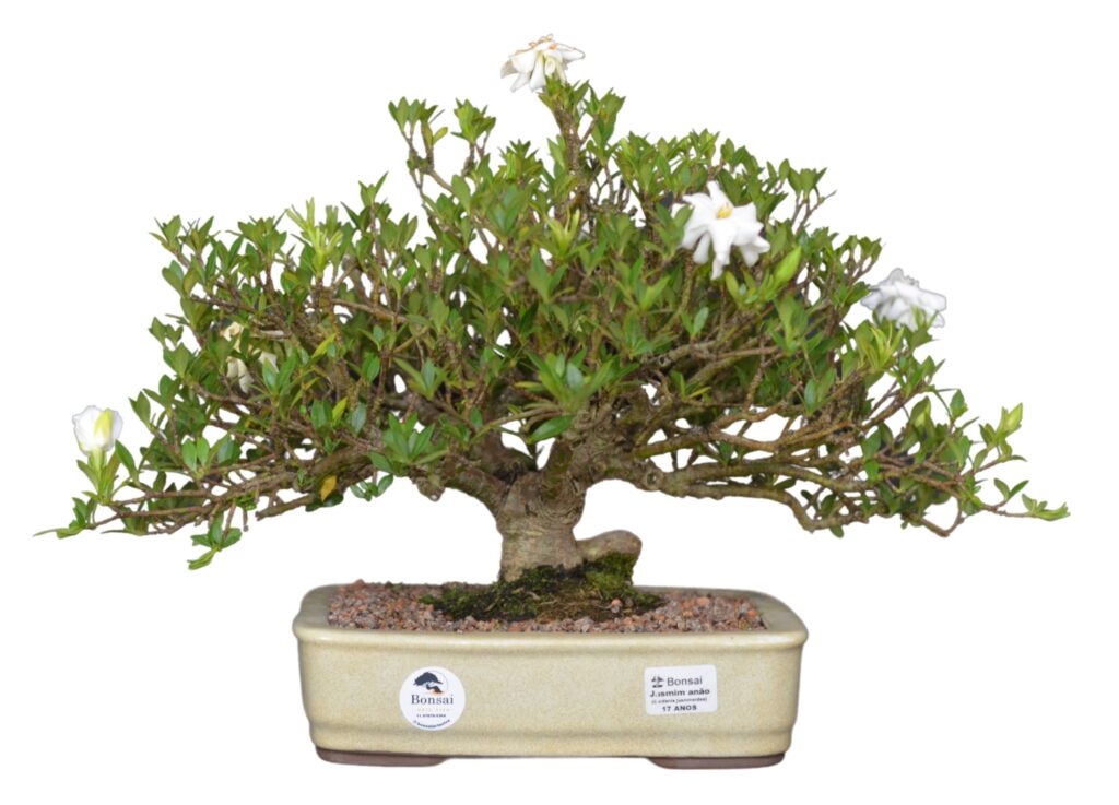 Jasmin Anão - Bonsai Arte Viva