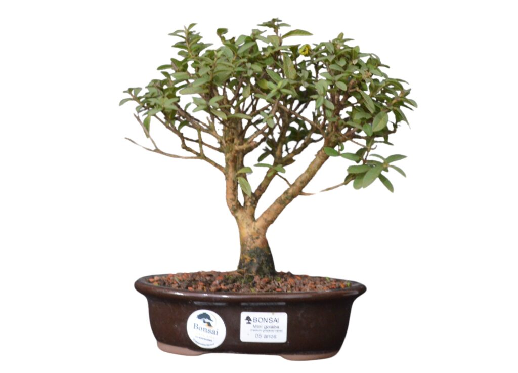 Bonsai Mini Goiaba - Bonsai Arte Viva