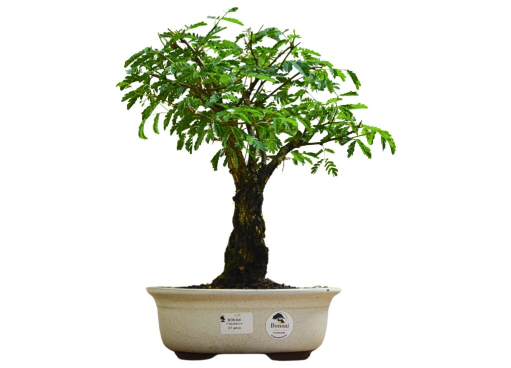 Bonsai Pithecolobium Dumosum - Bonsai Arte Viva