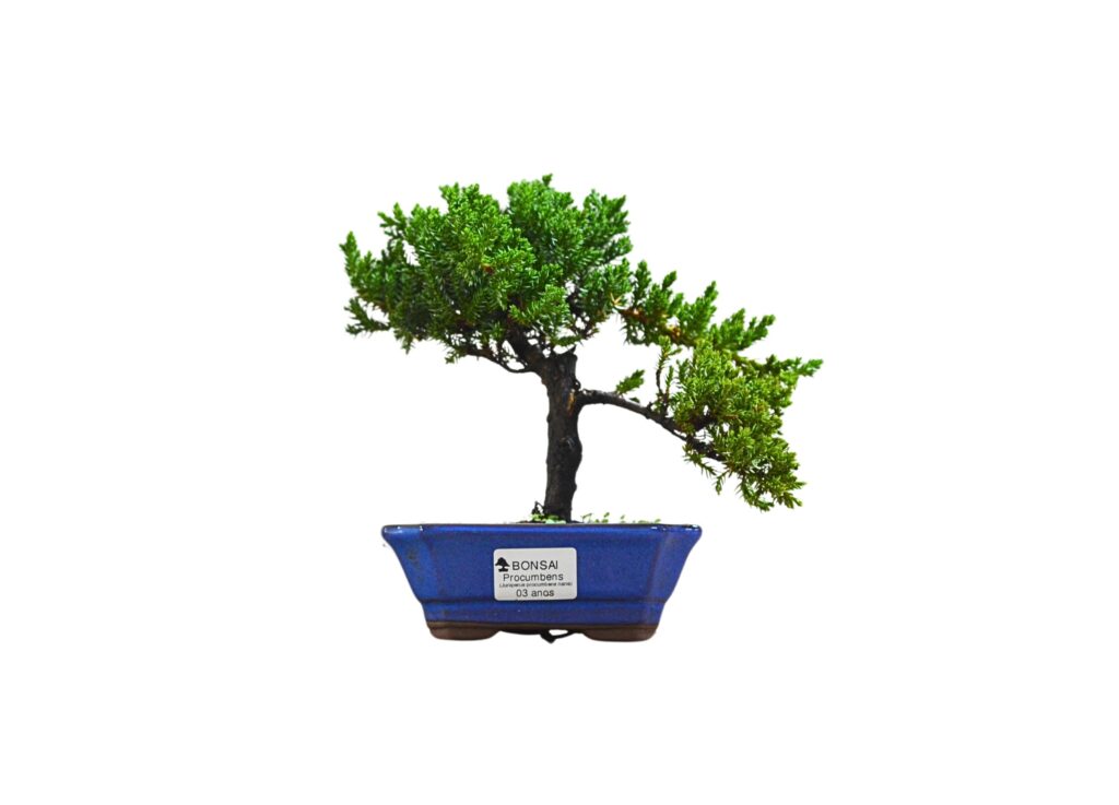 Junípero Procumbens - Bonsai Arte Viva