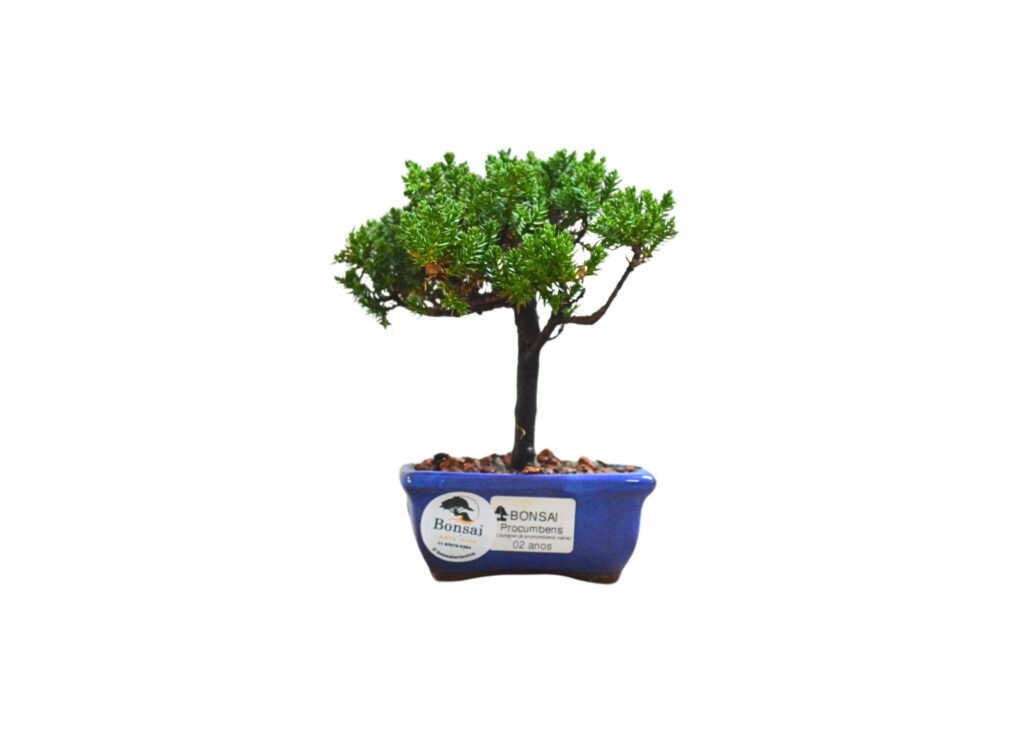 Junípero Procumbens - Bonsai Arte Viva